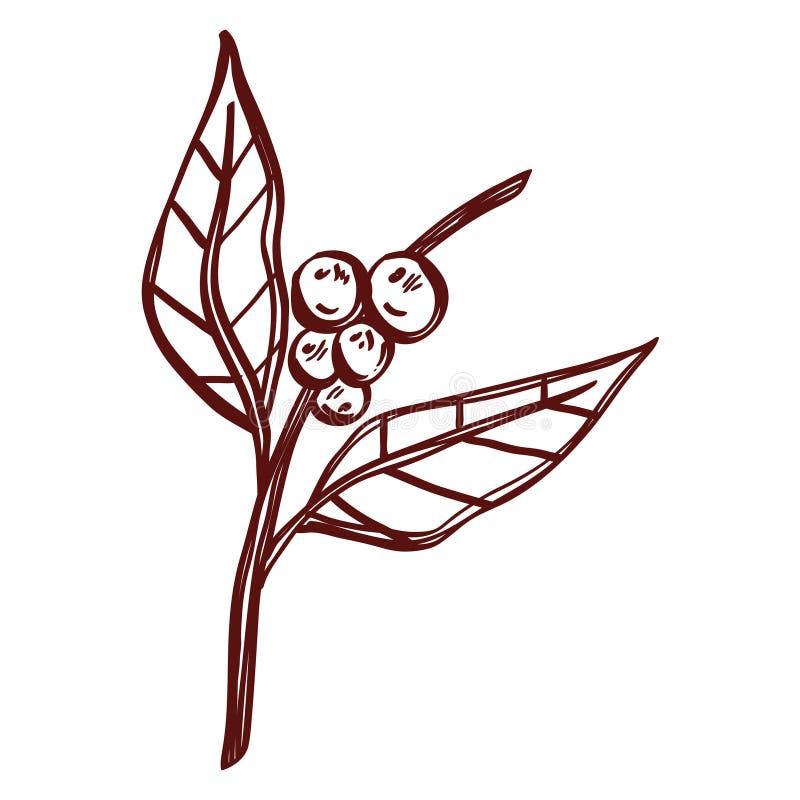 Coffee leaf and beans icon stock vector. Illustration of machine ...