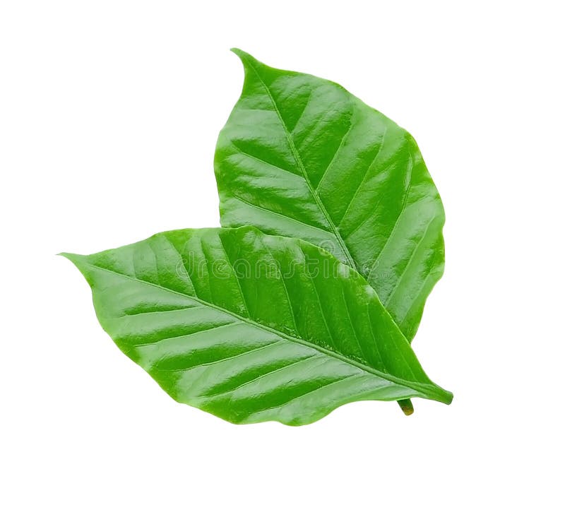 Coffee Leaf Isolated on White Background Stock Image - Image of natural ...