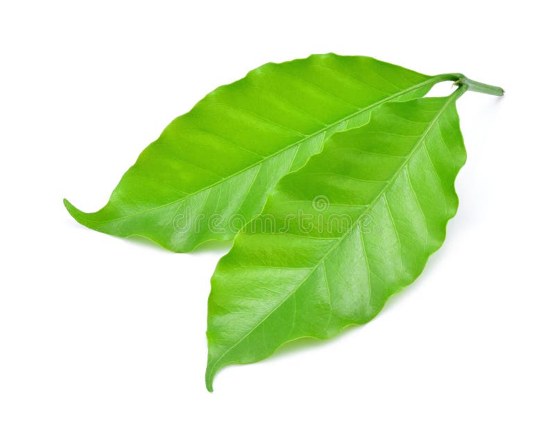Coffee Leaf Isolated on White Background Stock Photo - Image of natural ...