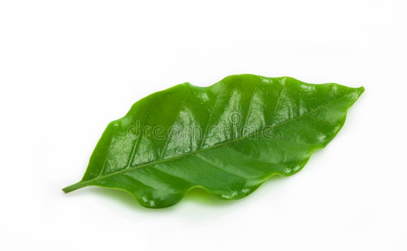 Coffee leaf stock photo. Image of isolated, nature, plant - 64160676