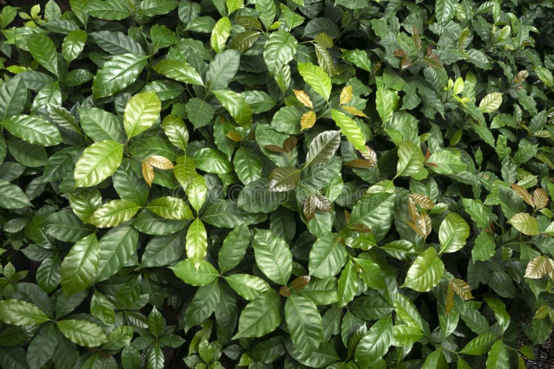 Coffee Leave Plant Pattern for Nature Background. Stock Image - Image ...