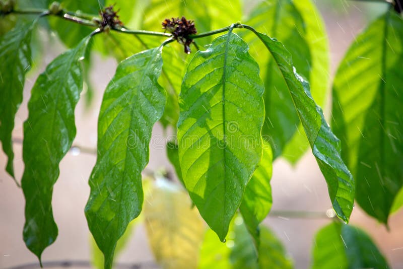 Coffee leave in the rain stock image. Image of flora - 187887651