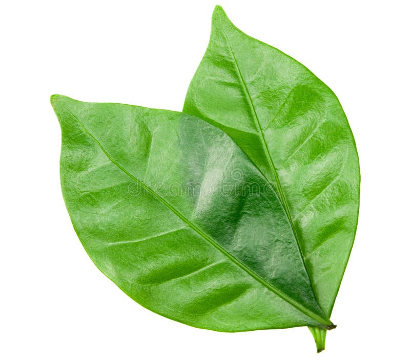 Coffee Leaves Isolated on a White Background Stock Image - Image of ...