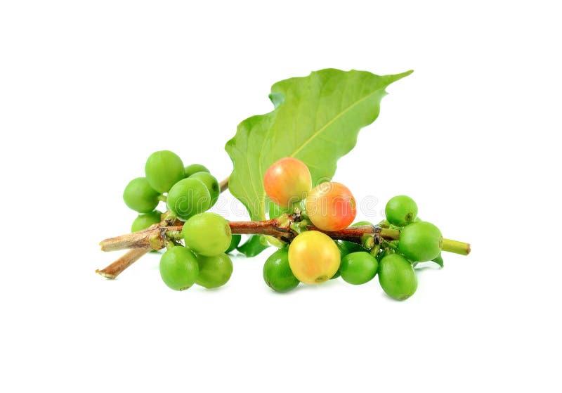 Coffee Leaves Isolated on White Background Stock Image - Image of plant ...