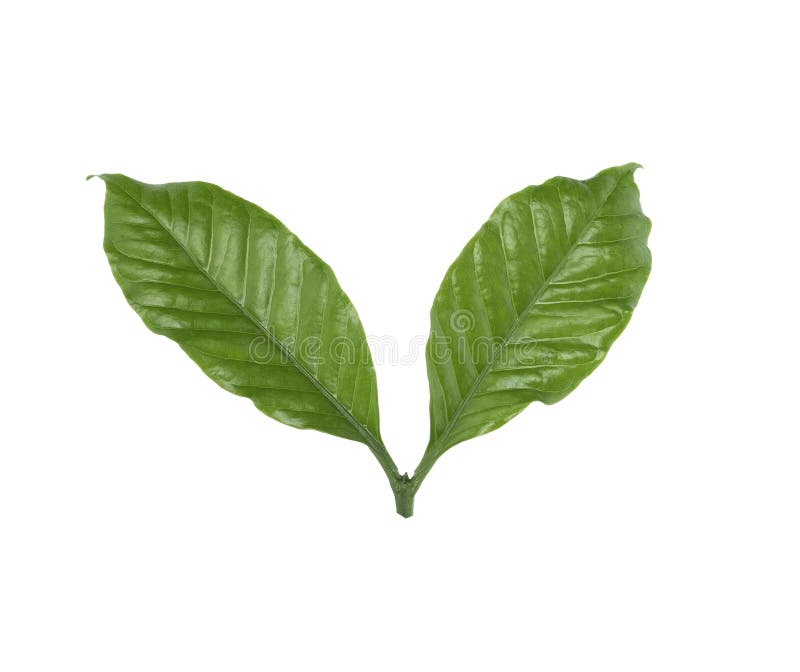 Coffee Leaves Isolated on White Background Stock Image - Image of ...
