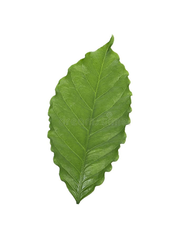 Coffee Leaves Isolated on White Background Stock Photo - Image of ...