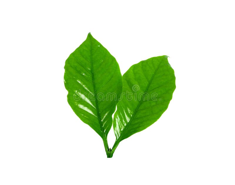 Coffee Leaves Isolated on White Background Stock Photo - Image of ...
