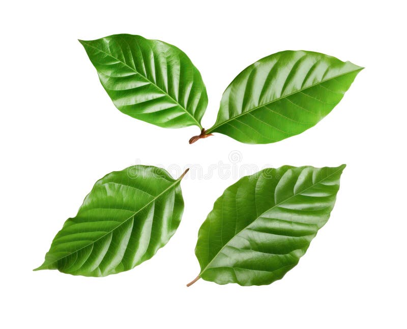 Coffee Leaves Isolated White Background Stock Image - Image of spring ...