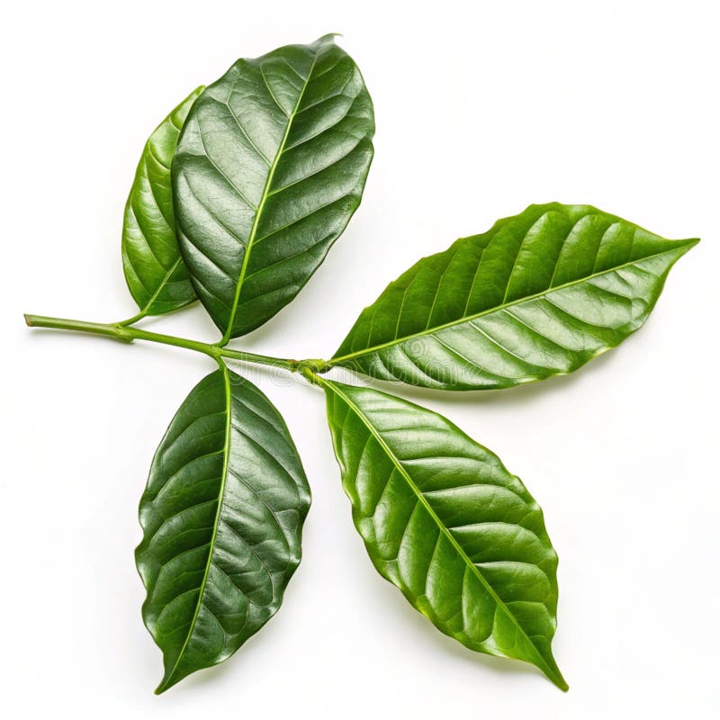 Coffee Leaves on White Background Stock Illustration - Illustration of ...
