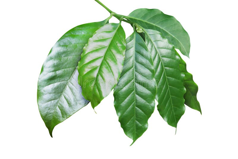 Coffee Leaves Isolated on White Background Stock Image - Image of green ...