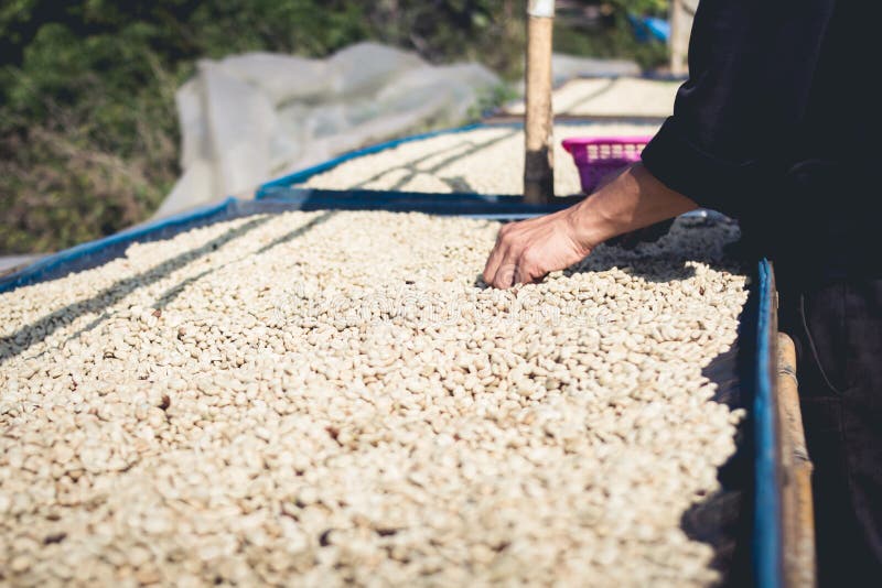 Coffee Making Process Seed Processing and Drying Stock Photo - Image of ...