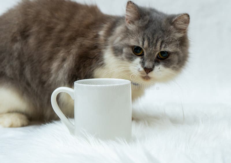 A Coffee Mug Featuring a Gray Cat Looking on the Mug from Behind on the ...