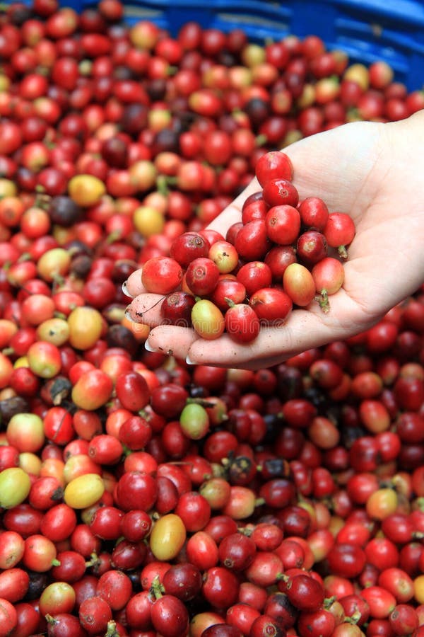 Coffee nut stock photo. Image of trees, green, cafe, nature - 47132690