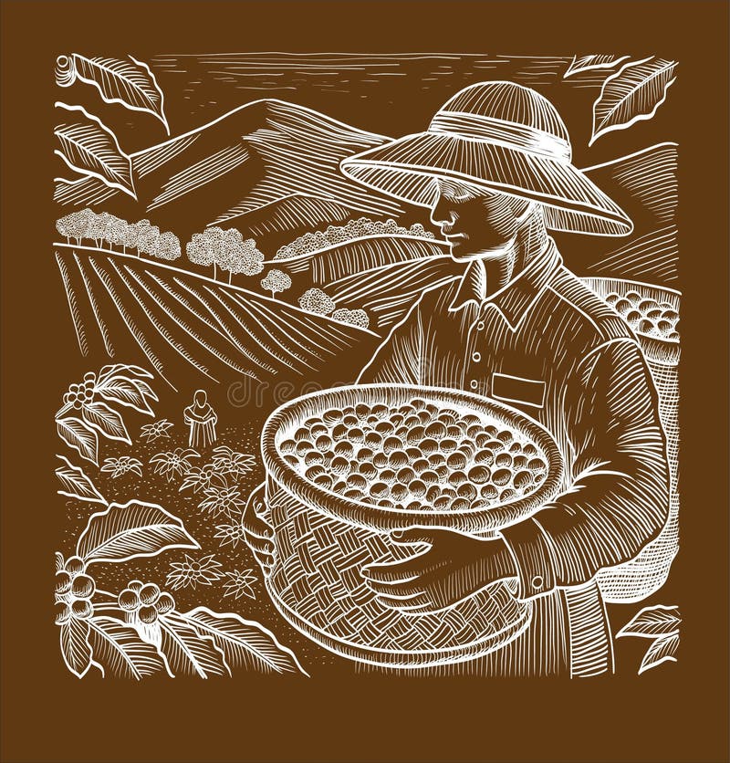 Coffee Picker Coffee Bean Picker Vector Engraving Illustration Coffee ...