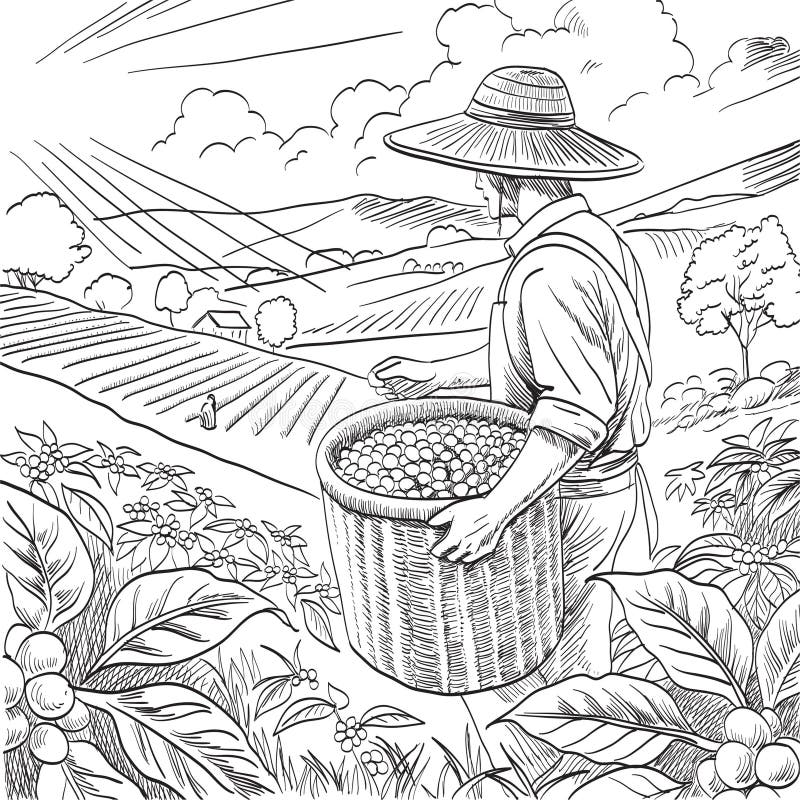 Coffee Picker Coffee Bean Picker Vector Engraving Illustration Coffee ...