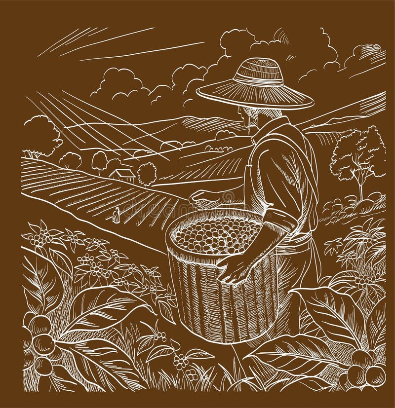 Coffee Picker Coffee Bean Picker Vector Engraving Illustration Coffee ...