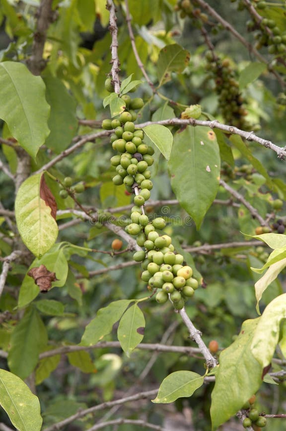 Coffee Plant stock photo. Image of sumatra, drink, green - 720924