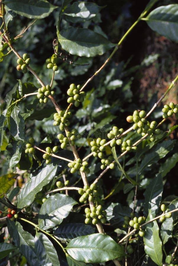 Coffee plant with berries stock photo. Image of coffee - 348663678