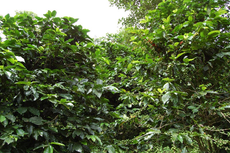 Coffee Plant in the Central Region of Costa Rica Stock Photo - Image of ...