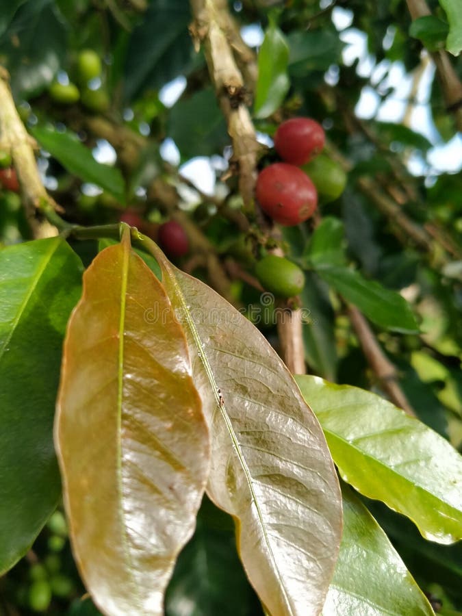 Coffee plant stock image. Image of drink, coffee, plant - 311846389