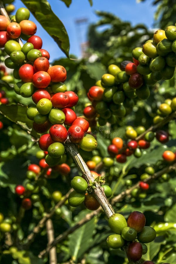 Coffee plant in field stock image. Image of leaf, organic - 113094437