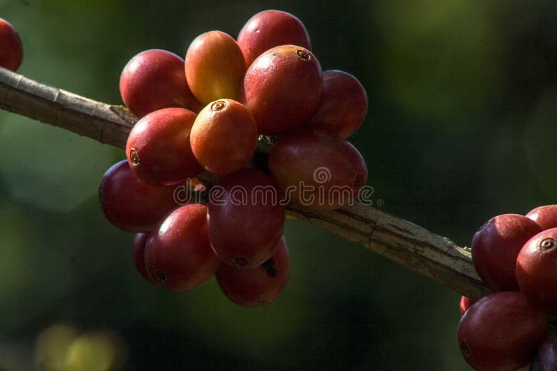 Coffee plant in field stock photo. Image of bush, brazil - 113147946