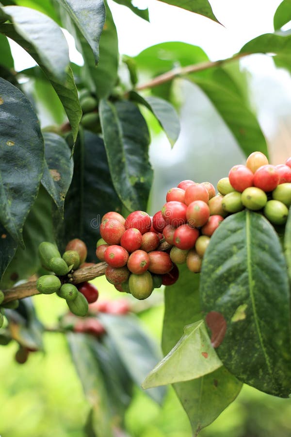 Coffee Plant Java Arabica, West Java, Indonesia Stock Photo - Image of ...