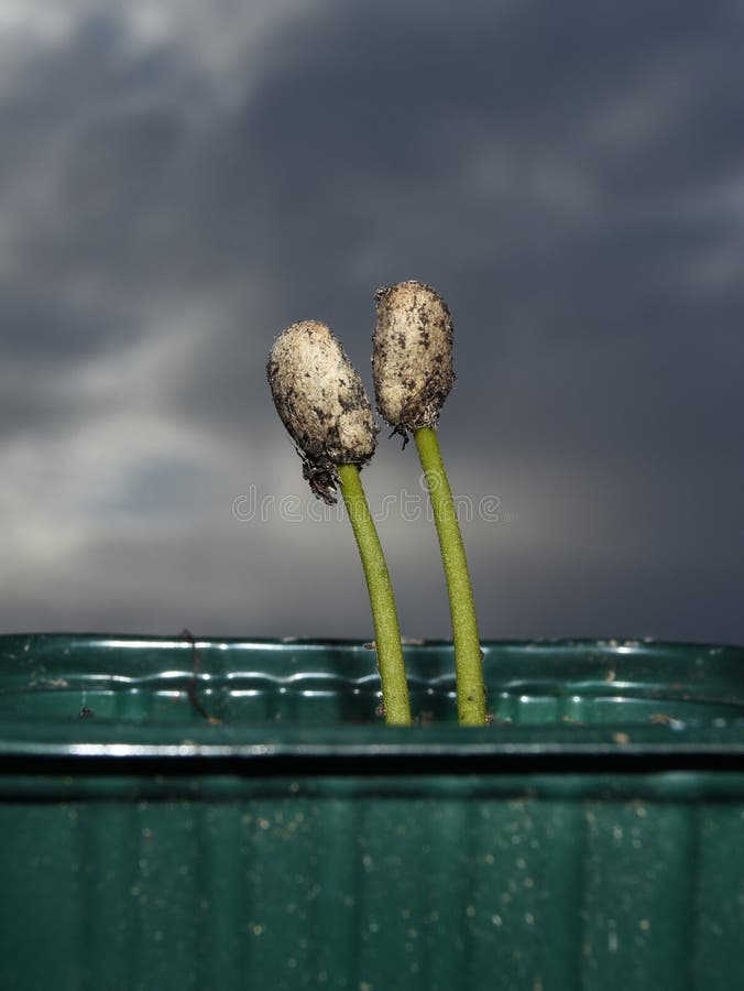 Coffee Plant Seed Sprouting Stock Image - Image of seedlings, grow ...