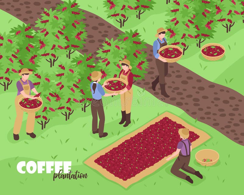 Coffee Plantation Landscape In Graphic Style Hand-drawn Vector. Stock ...