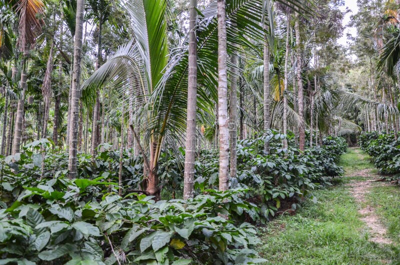 Coffee Plantation Integrated with Areca Nut and Coconut in India Stock ...