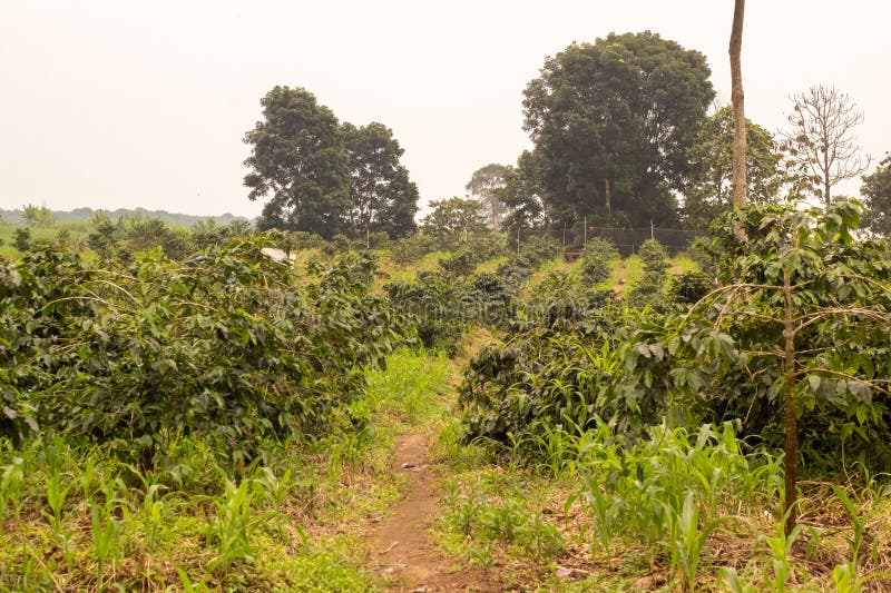 Coffee Plantation Path Lush Green Scenery Stock Photos - Free & Royalty ...