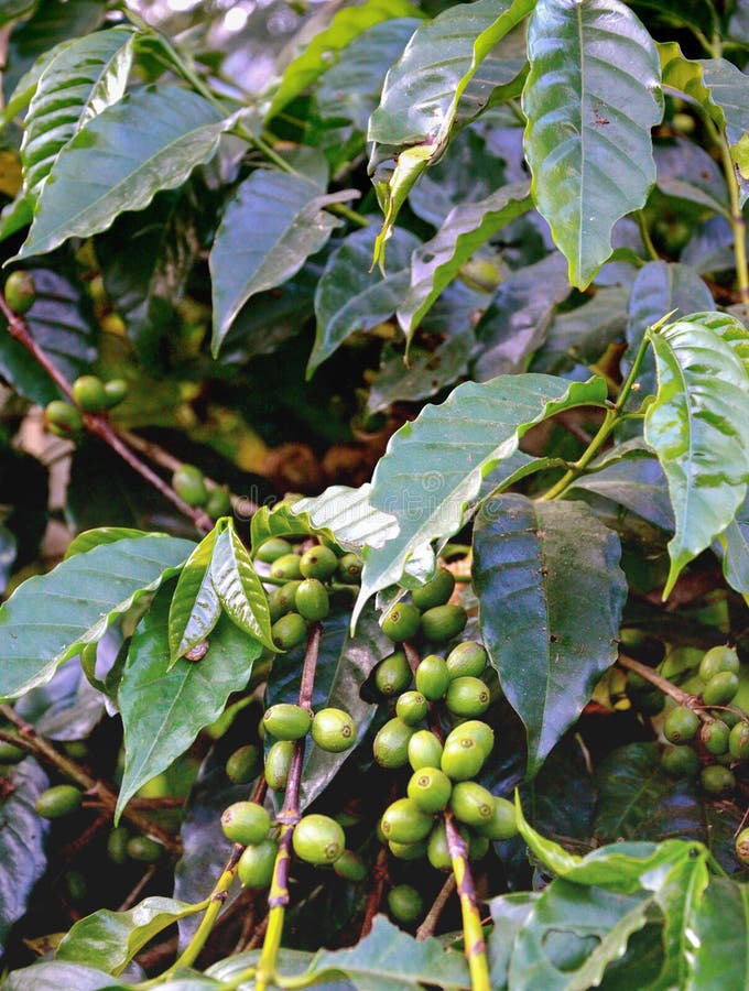 Coffee Plantation, Sempol, Java, Indonesia Stock Photo - Image of drink ...