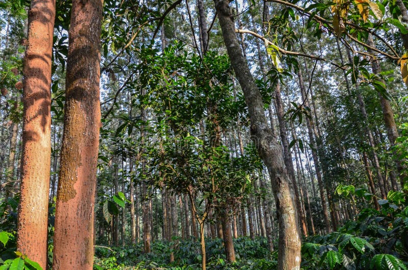 Coffee Plantation with Silver Oak Trees Stock Image - Image of crop ...