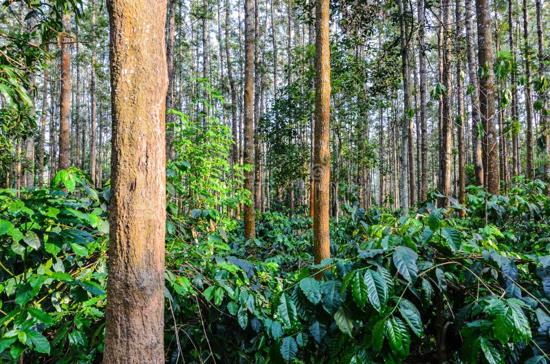 Coffee Plantation with Silver Oak Trees Stock Photo - Image of trees ...