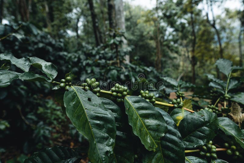 Coffee Plantation in Tropical Forest Stock Photo - Image of landscape ...