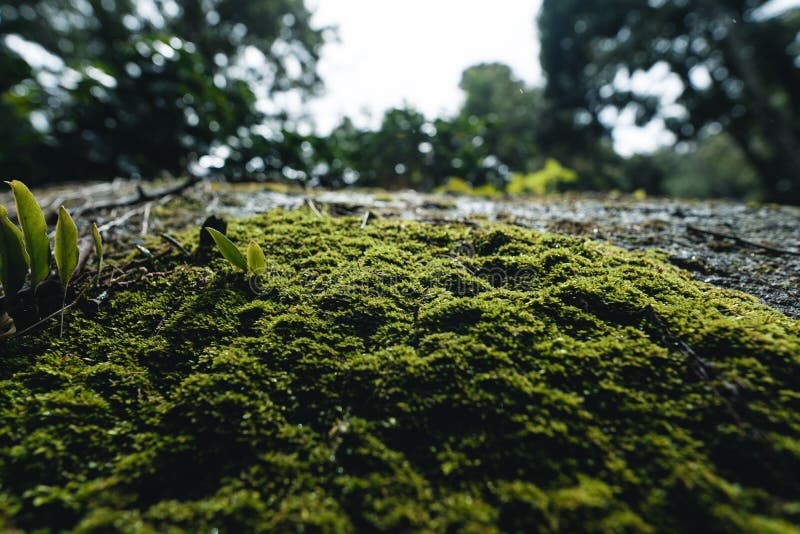 Coffee Plantation in Tropical Forest Stock Image - Image of arabica ...