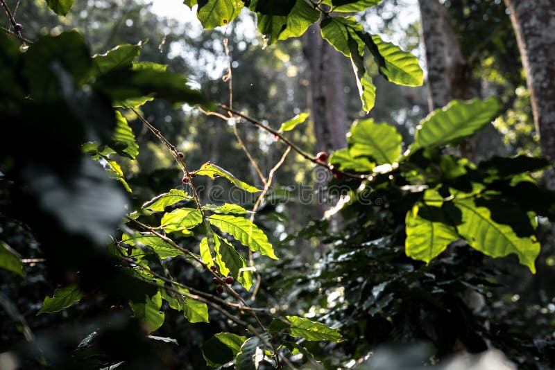 Coffee Plantation Under the Big Tree in Asia Stock Photo - Image of ...