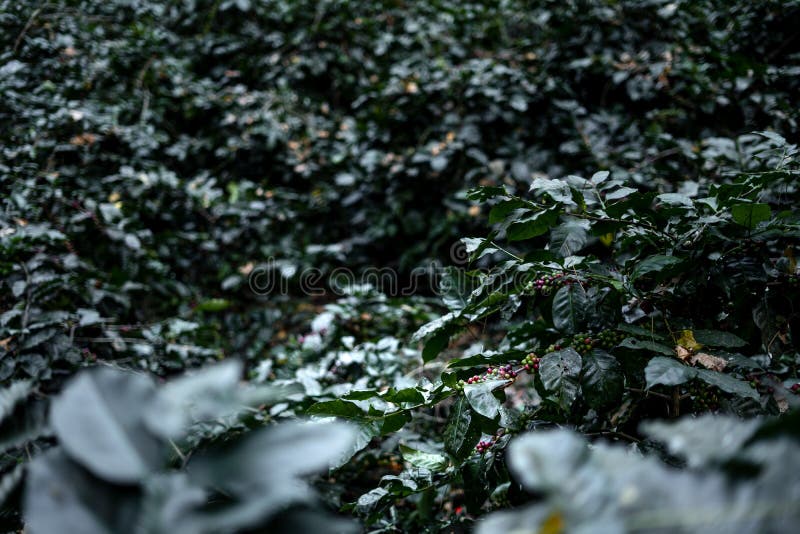 1,365 Big Coffee Tree Stock Photos - Free & Royalty-Free Stock Photos ...