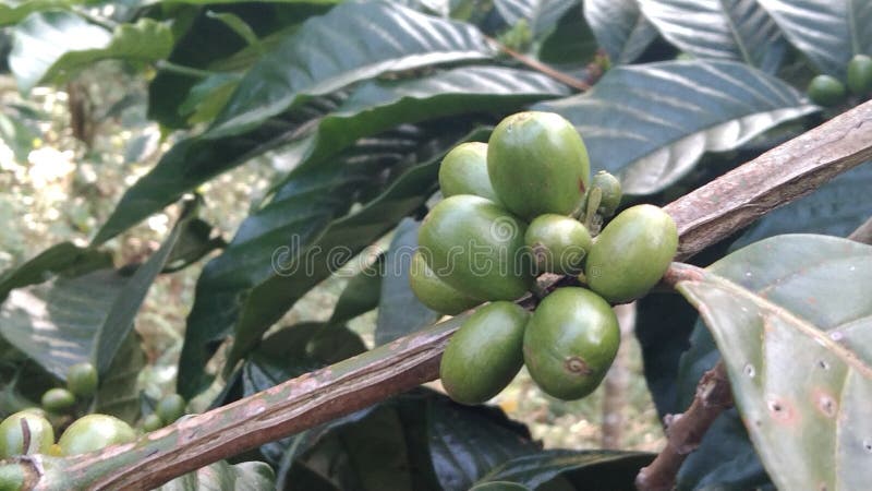 Coffee Plants stock photo. Image of plant, nature, background - 266618810