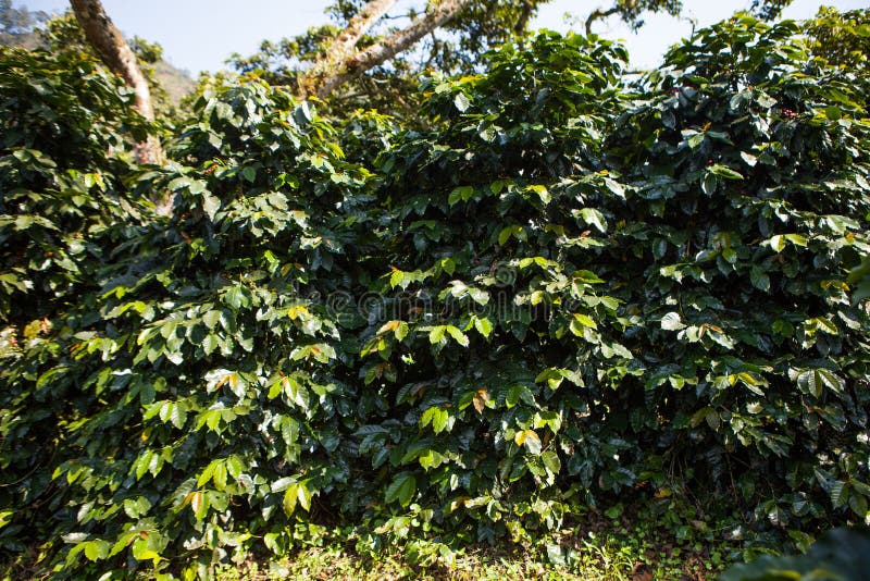 Coffee Plants on Coffee Growing Farm Stock Photo - Image of coffee ...