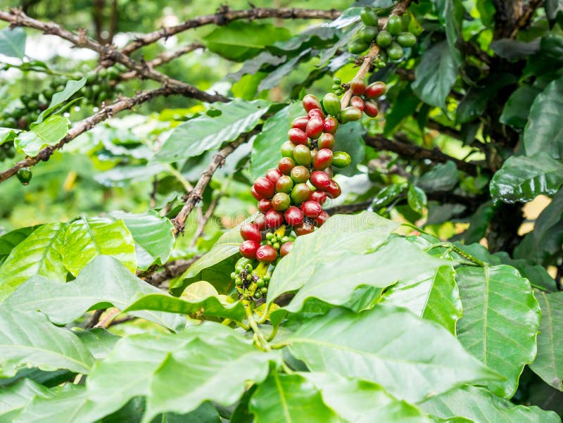 Coffee plants tree stock photo. Image of bush, cultivate - 77069538