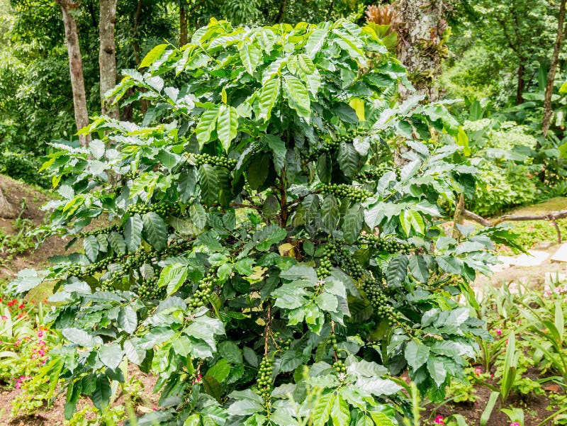 Coffee plants tree stock photo. Image of plantation, arabica - 77069630