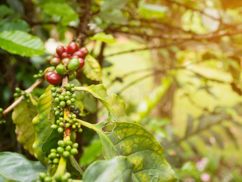 Coffee plants tree stock image. Image of growing, farm - 77228681
