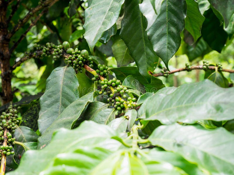 Coffee plants tree stock photo. Image of arabica, bush - 80773028