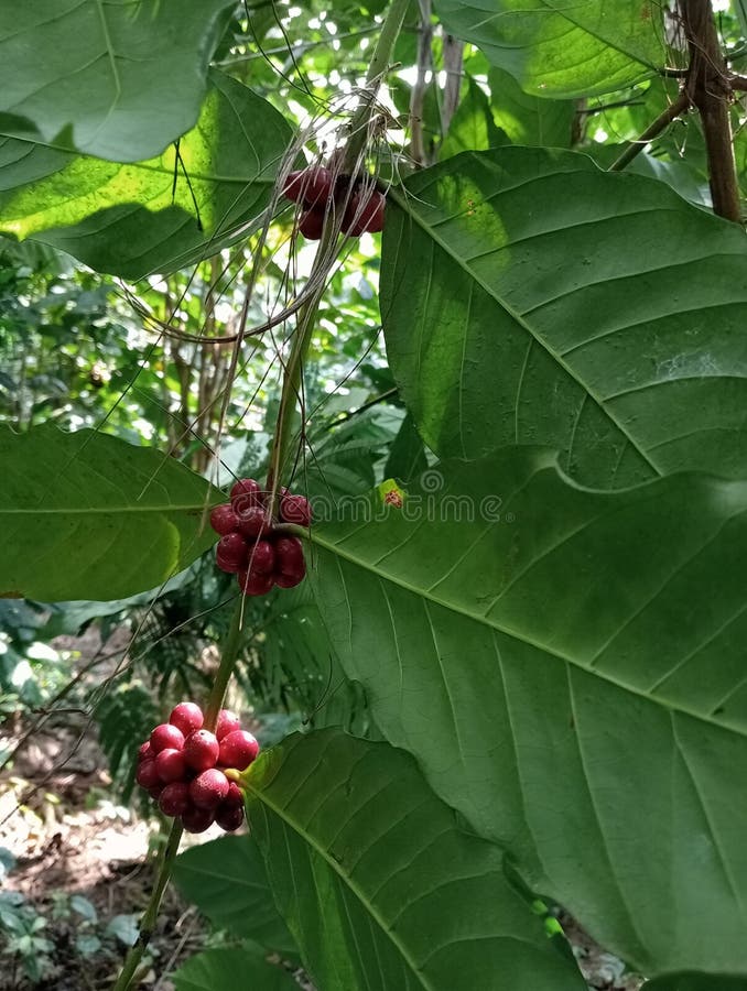 Coffee Plants Grow Tropical Island Farming Agricultural Field Stock ...