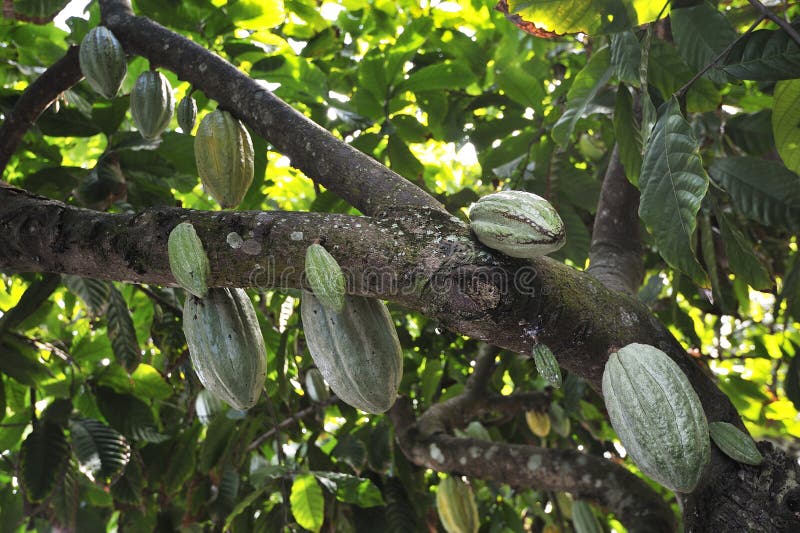 Coca Pods stock photo. Image of coffee, tree, seeds, cyclinders - 57076250