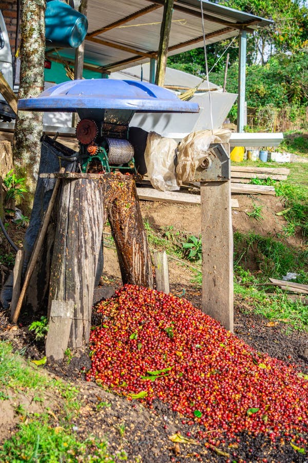 Coffee Processing Machine in Popayán Stock Photo - Image of backyard, plant: 401448576