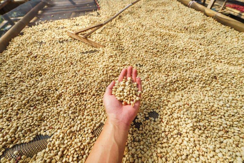 Parchment Coffee Dry in the Coffee House Stock Photo - Image of group ...