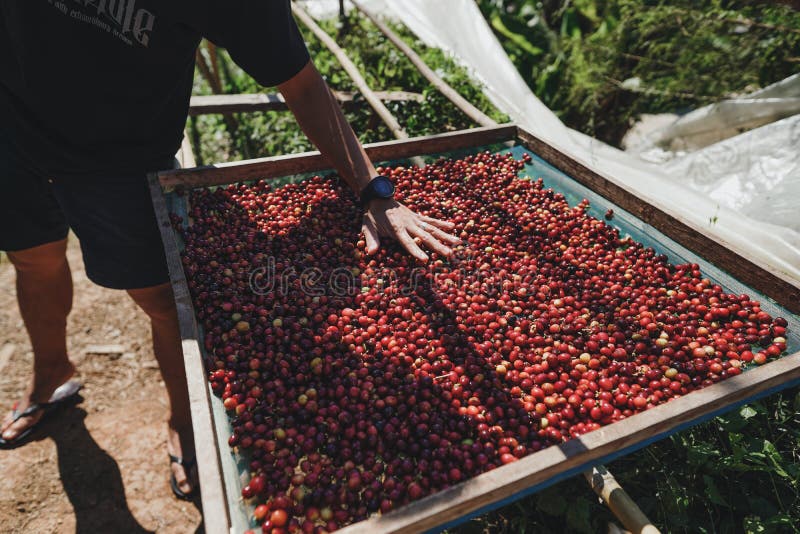 Coffee Raw Coffee Beans Dried Coffee People are Sorting Coffee Beans ...