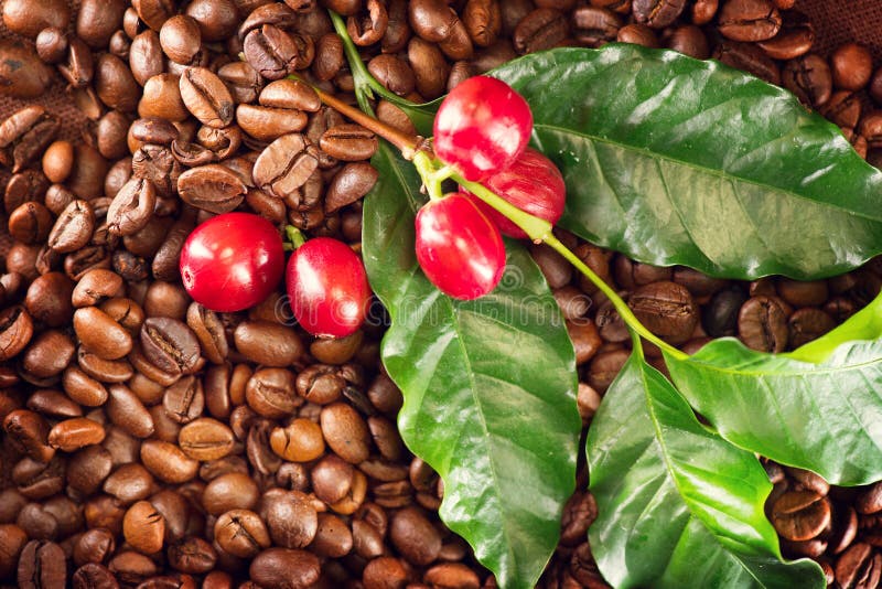Coffee. Real Coffee Plant on Roasted Coffee Beans Stock Image - Image ...
